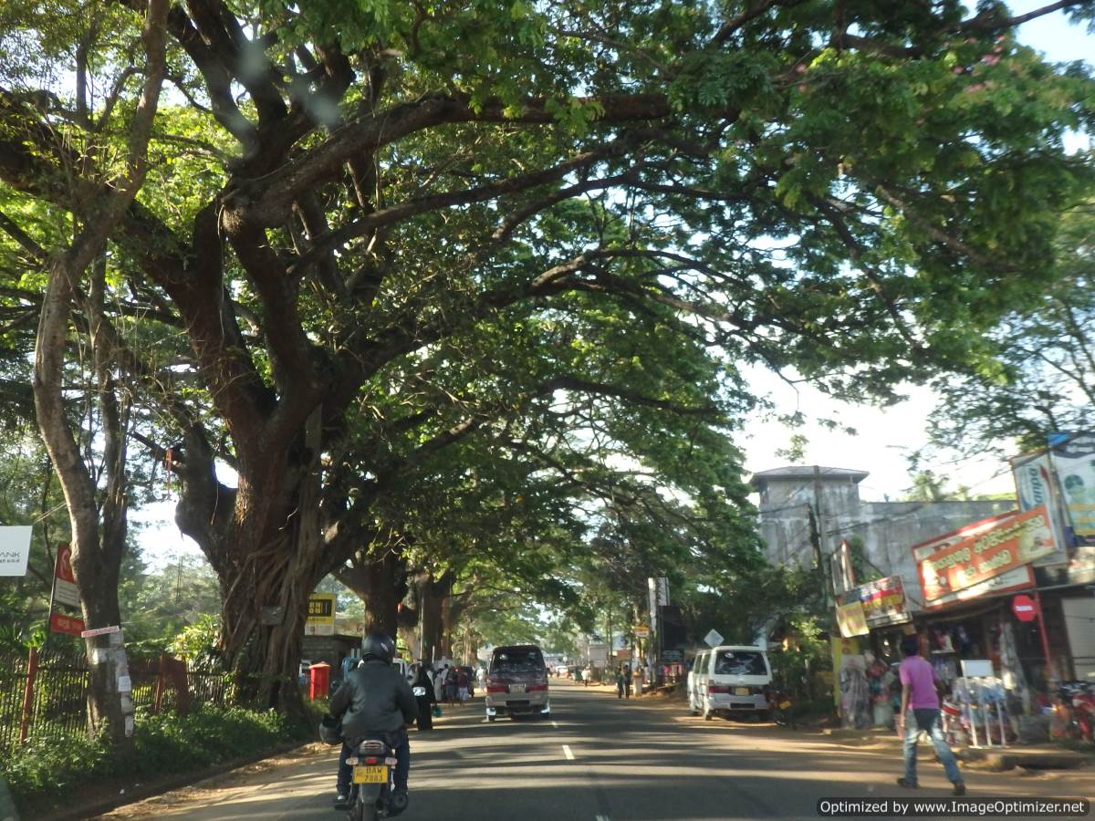 Sri Lanka – Kandy, Tea Plantations and Nuwara Eliya | tpmozzadventure